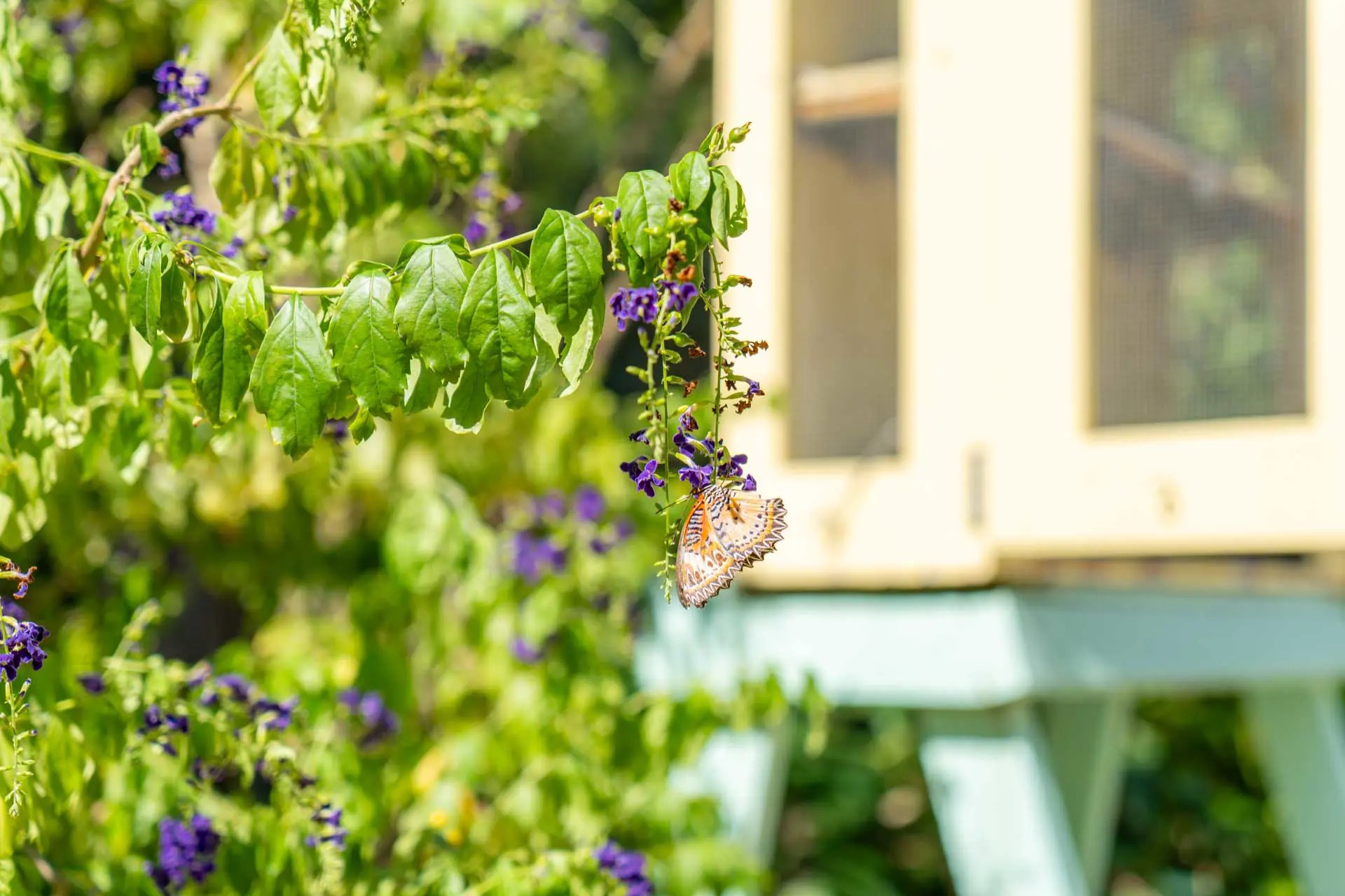 The Butterfly Farm in Aruba | Tropical Garden Tours & Cafe