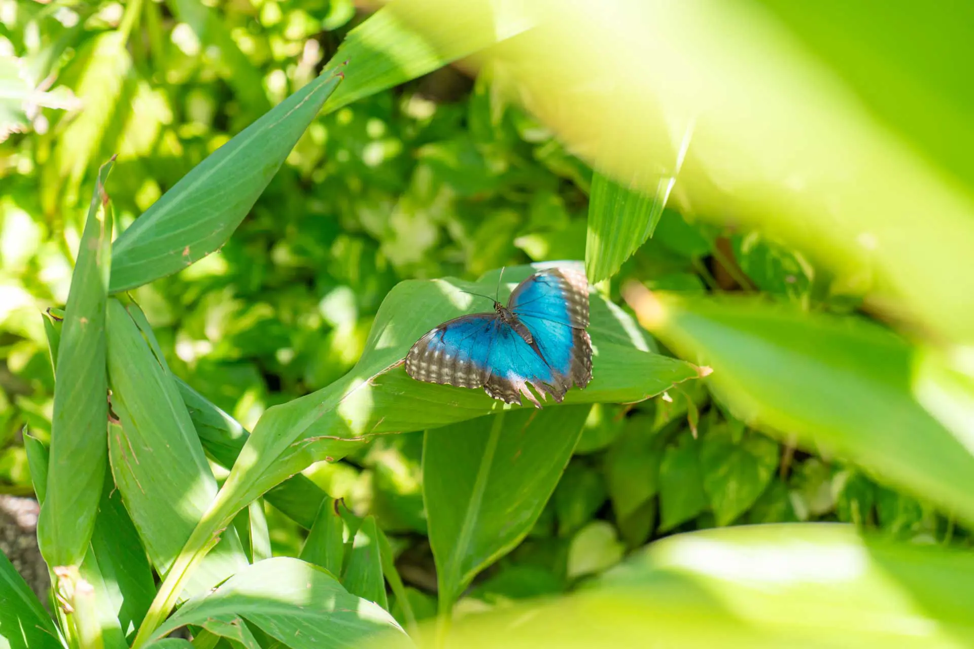 The Butterfly Farm in Aruba | Tropical Garden Tours & Cafe