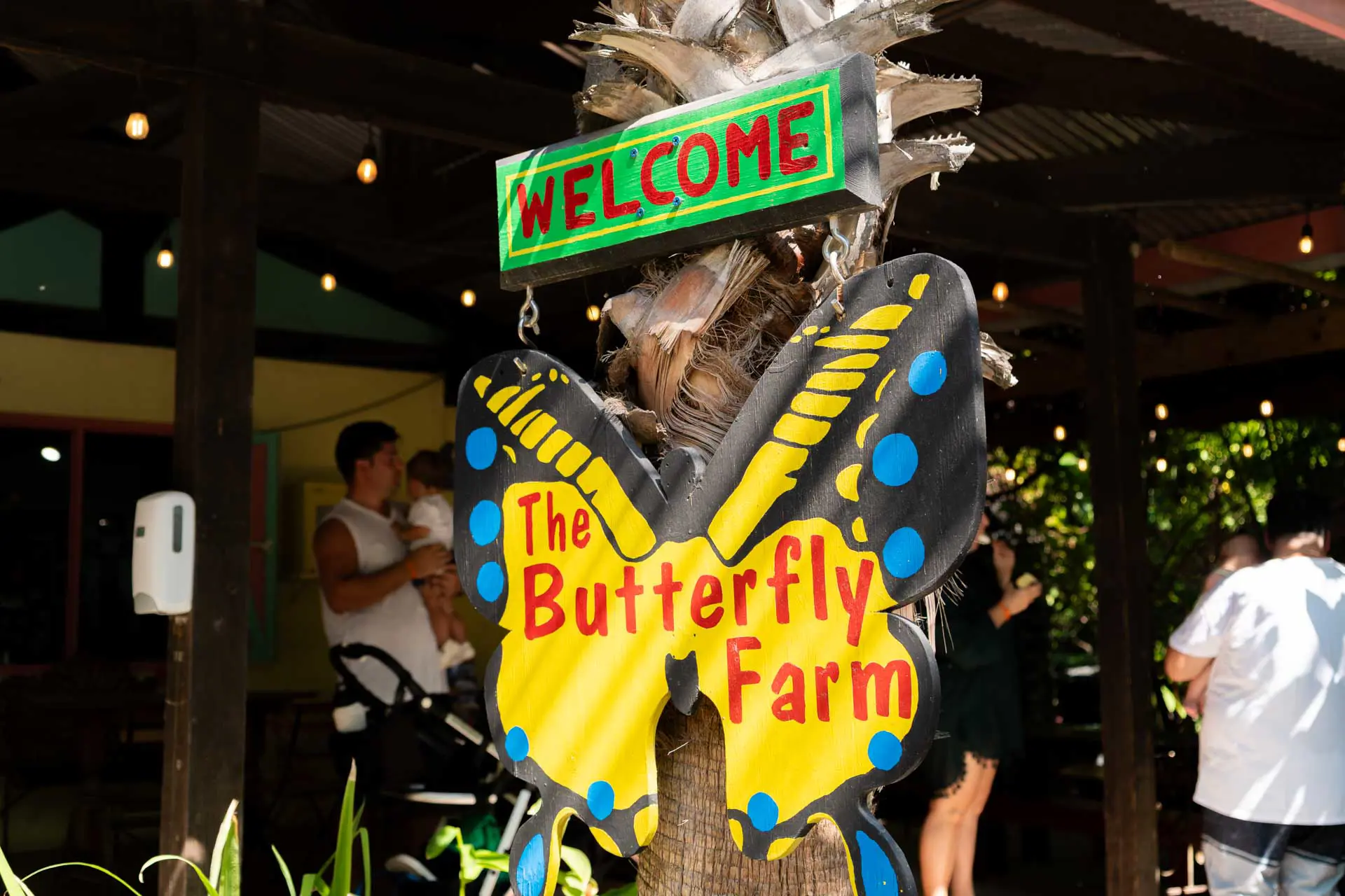 The Butterfly Farm in Aruba | Tropical Garden Tours & Cafe