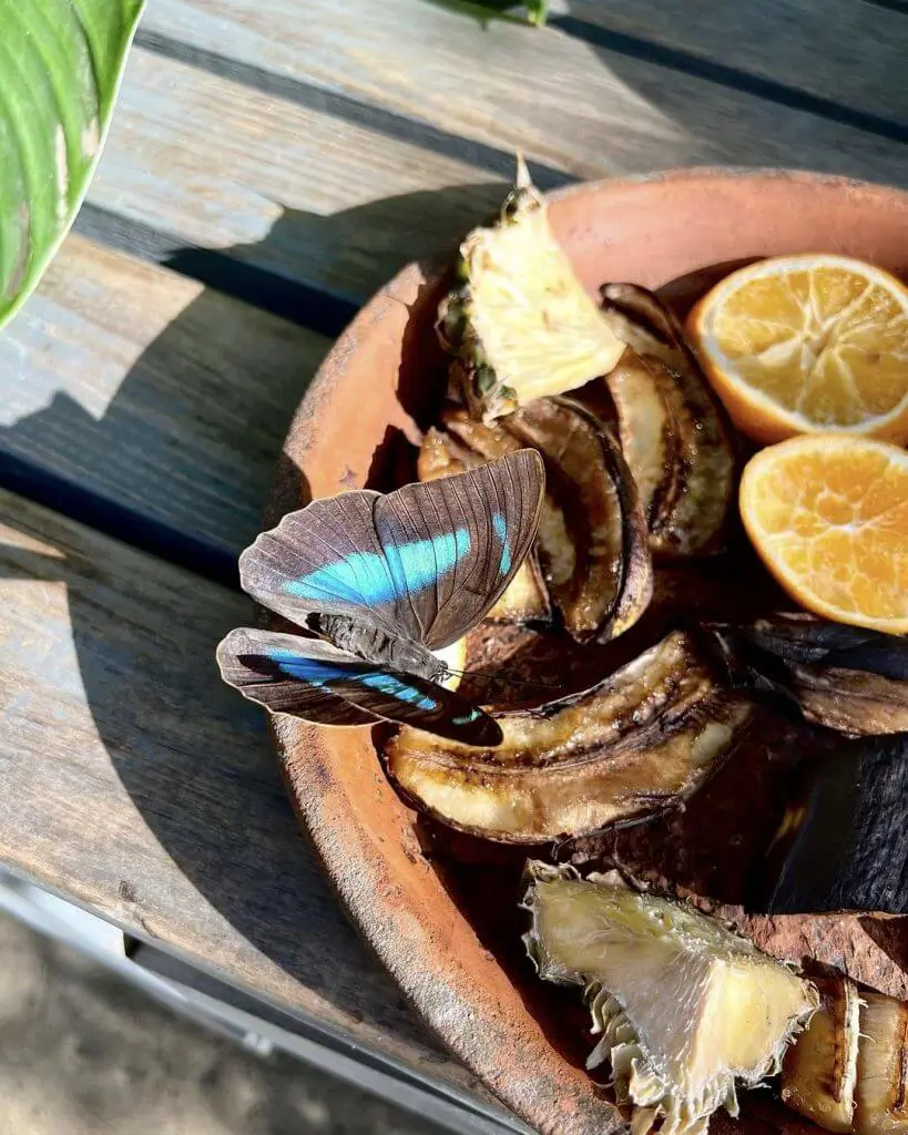 Flora & Fauna Aruba - My Aruba Guide