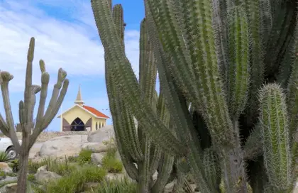 Aruba’s Healing Foods