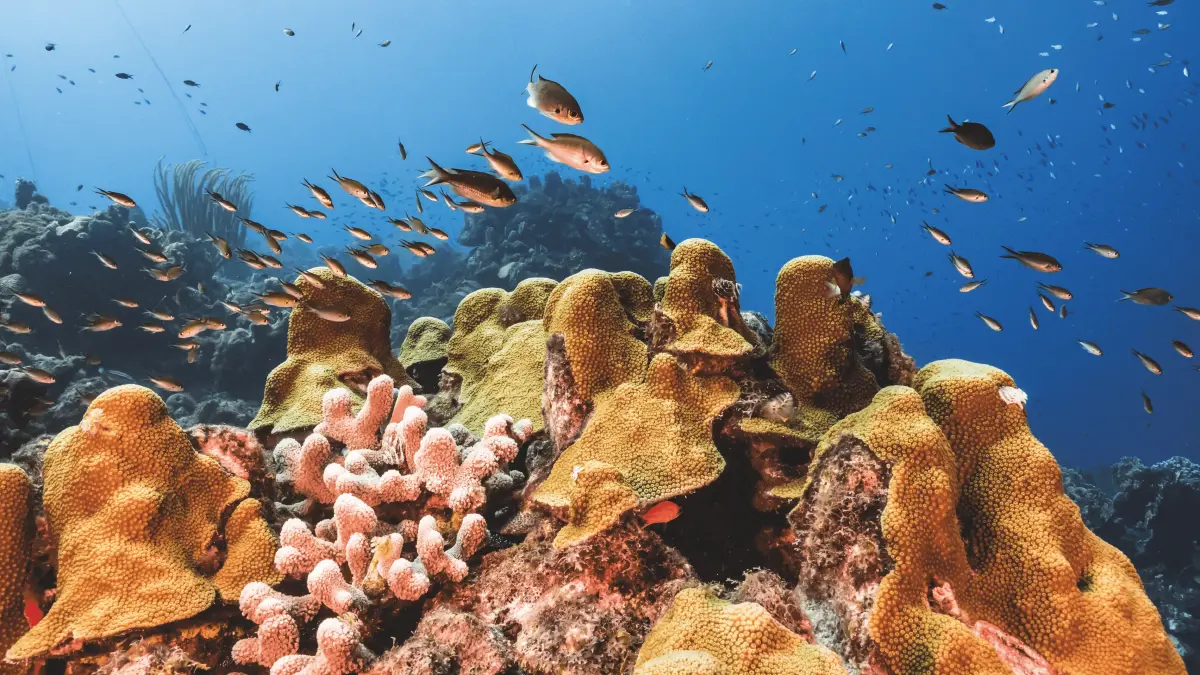 Discover Aruba’s Coral Reefs: If Coral Could Talk